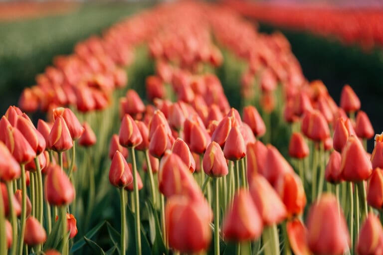Tulip Festival Near Toronto – TASC Gardens Day Trip from GTA