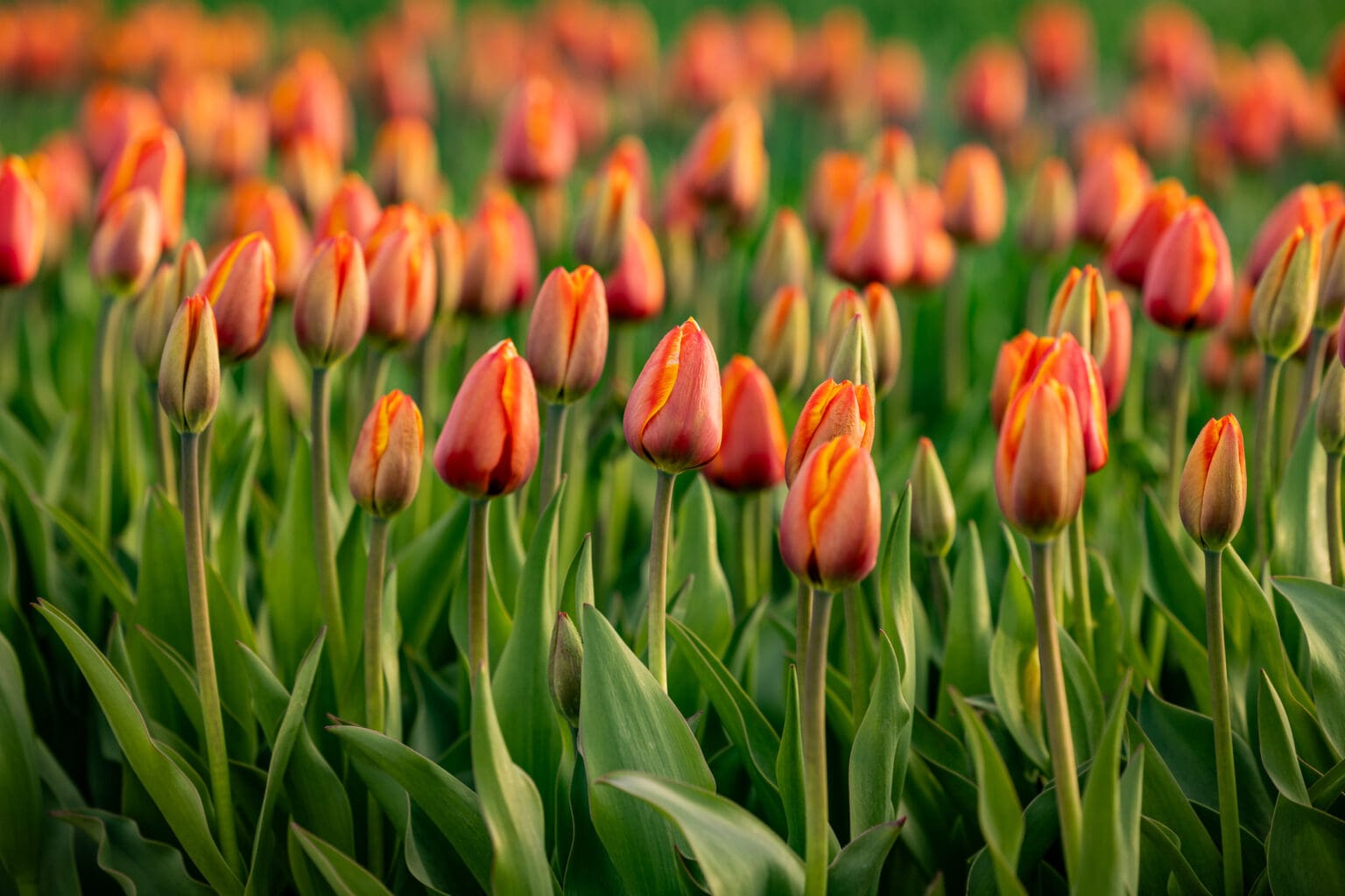 Tulip Festival Near Toronto – TASC Gardens Day Trip from GTA