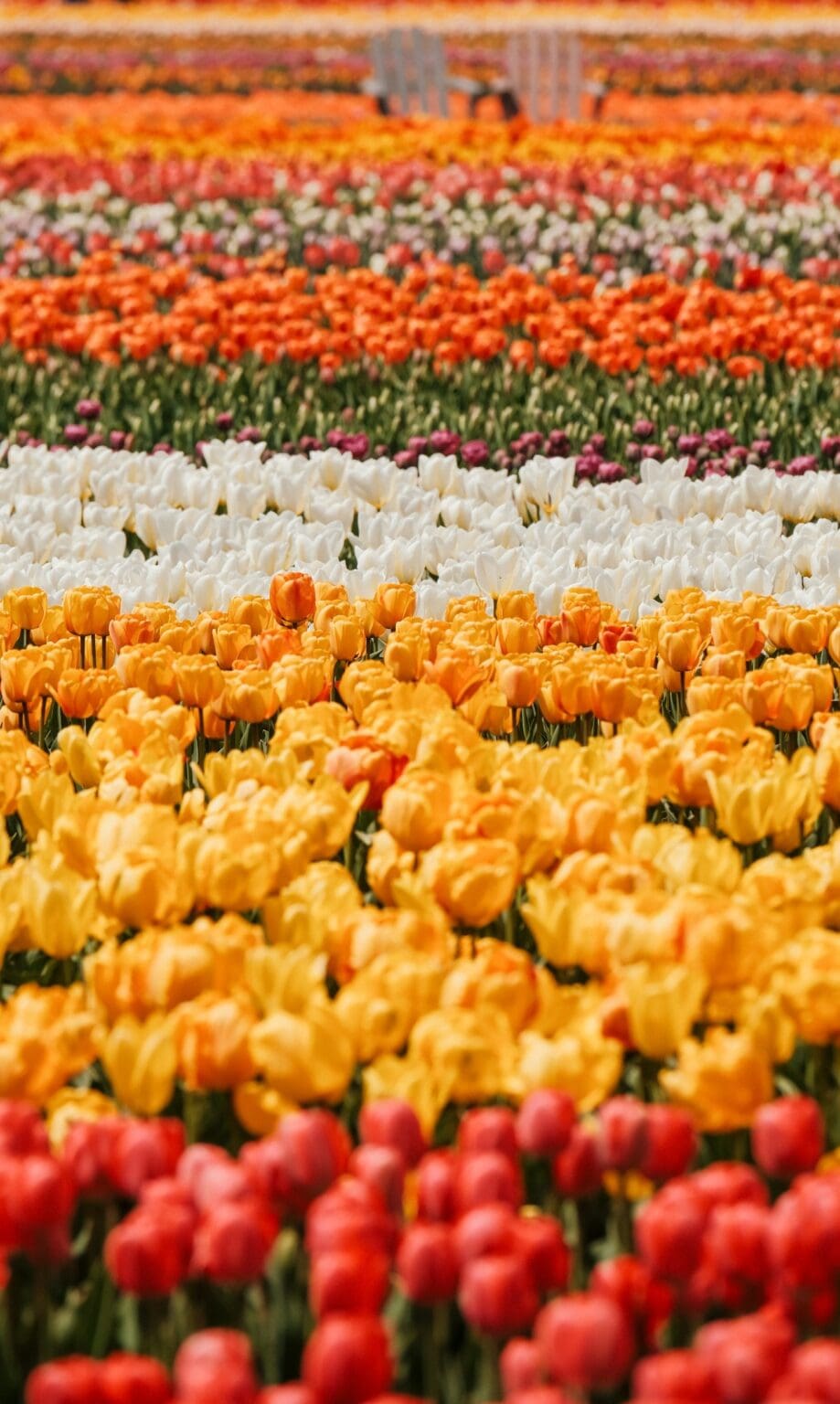 Tulip Festival Near Toronto – TASC Gardens Day Trip from GTA