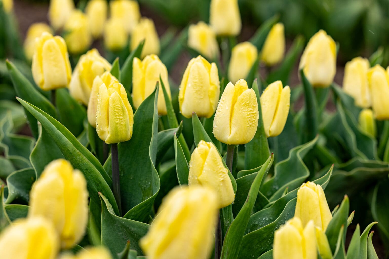 Tulip Festival at TASC Gardens | Niagara-on-the-Lake
