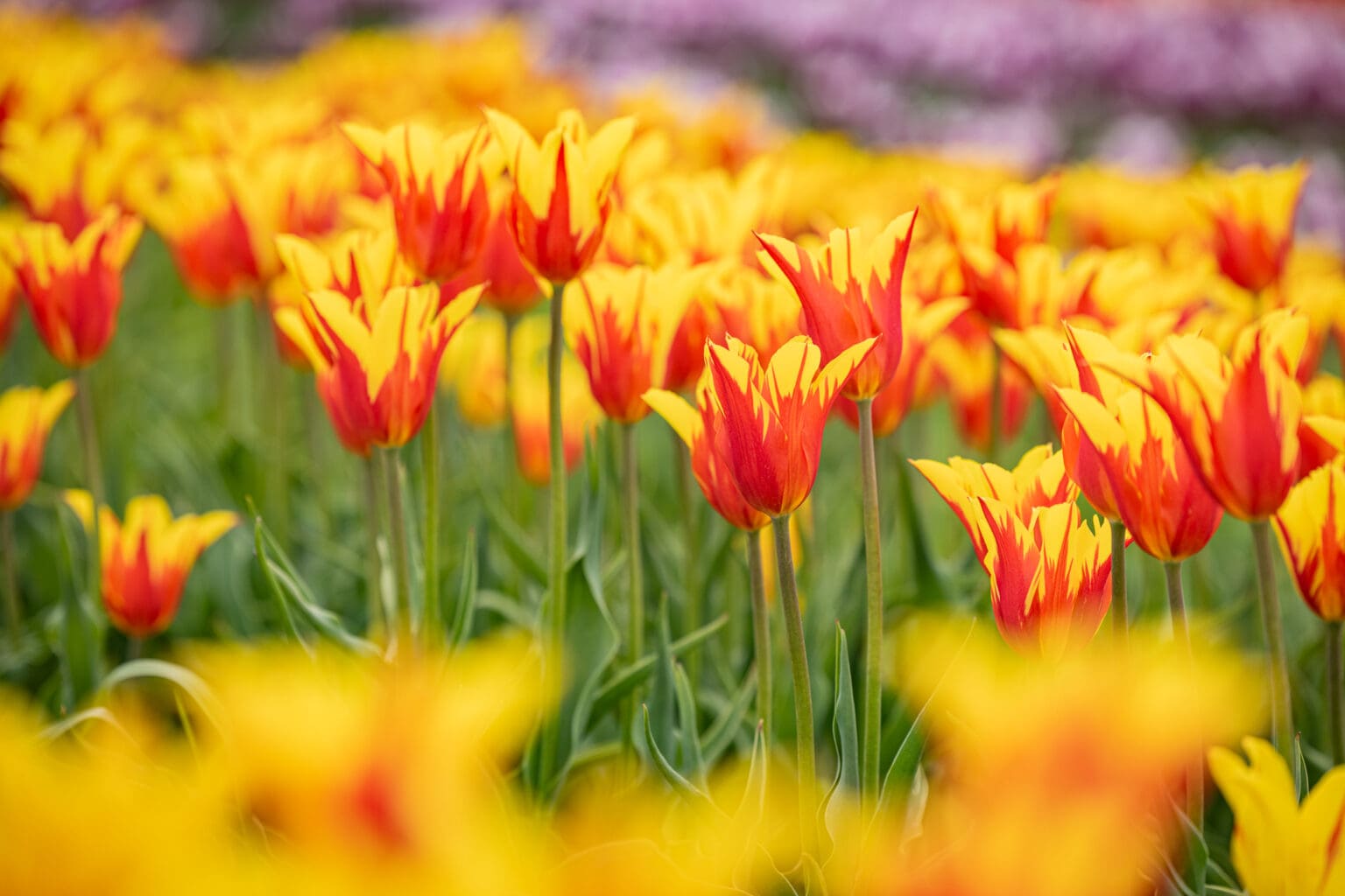 TASC Flower Festival | Niagara-on-the-Lake Flower Fields