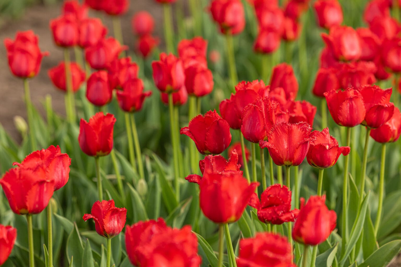 Tulip Festival Ontario – TASC Gardens Niagara-on-the-Lake