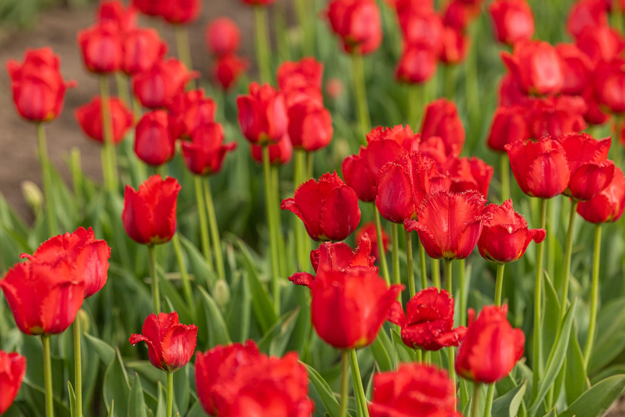 Tulip Festival Ontario – TASC Gardens Niagara-on-the-Lake
